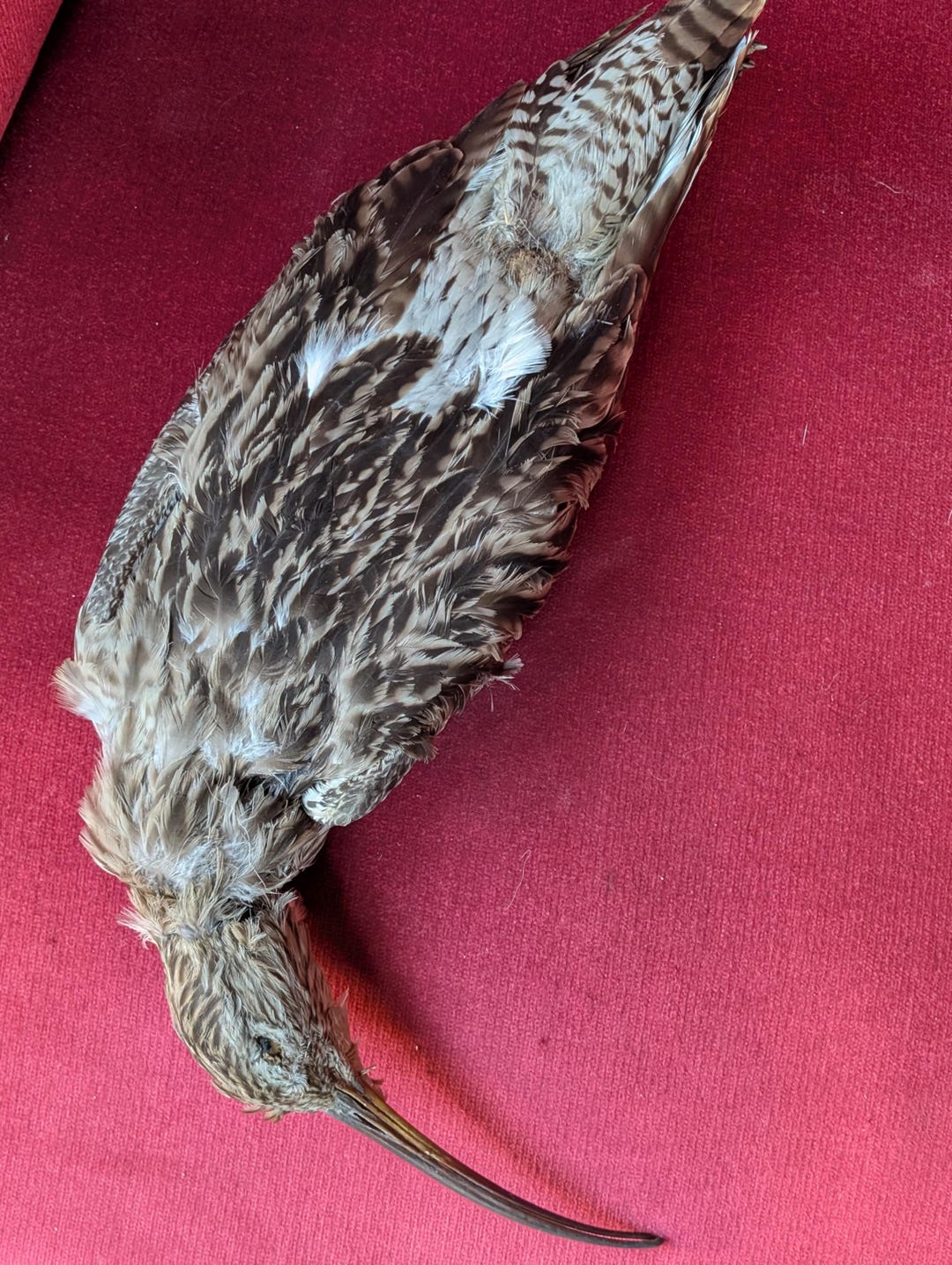 A Beautiful Taxidermy Bird Study Skin Sample. A Whimbrel, Curlew, Late ...