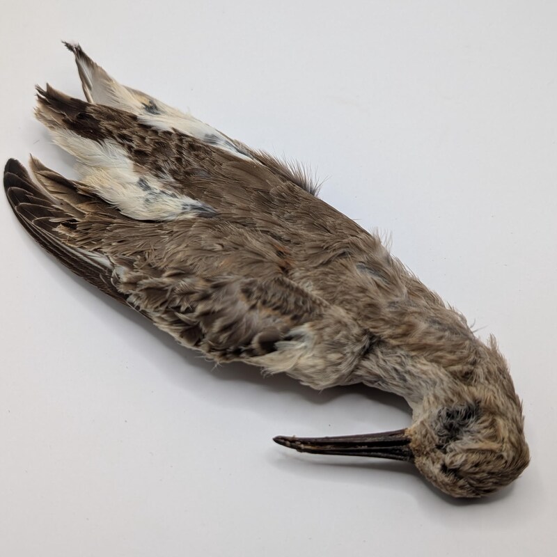 Taxidermy Birds - Etsy