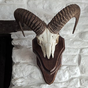 Taxidermy European Mouflon (ancient Wild Sheep) Horns and Skull ...