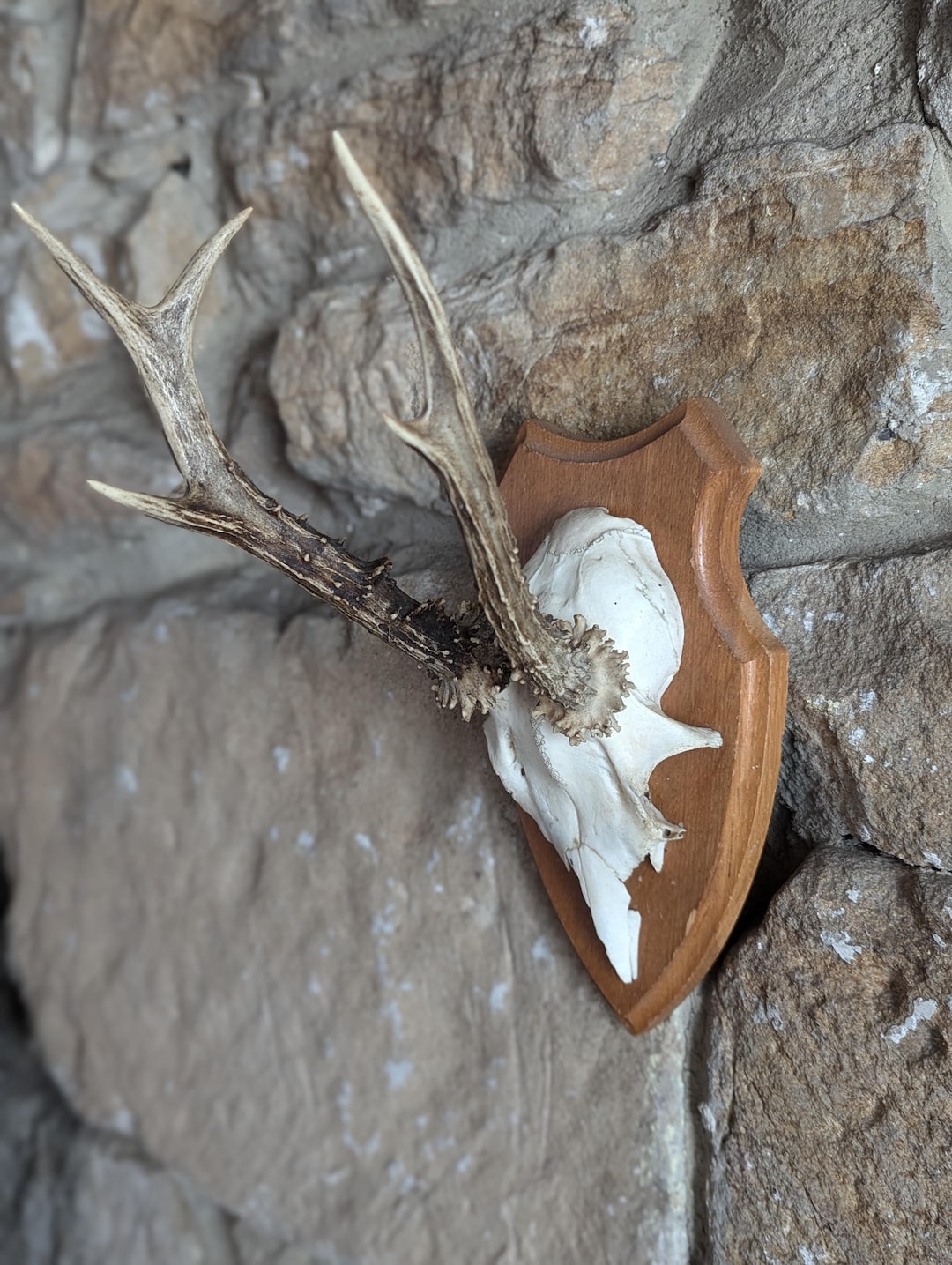Vintage Taxidermy Roe Deer Skulls & Antlers. Long 6 Pointers. on a ...