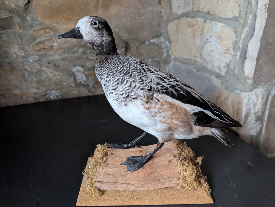 A Colourful Taxidermy Chiloe Widgeon. Female Duck. Mounted on a Log ...