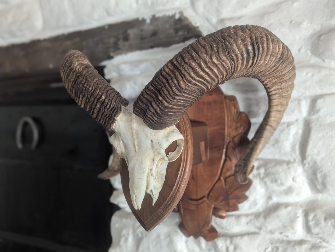 Taxidermy European Mouflon ancient Wild Sheep Horns and Skull. Mounted ...