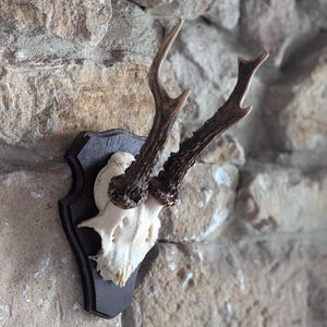 Vintage Taxidermy Roe Deer Skulls & Antlers. 5 Pointers. on a Dark Wood ...