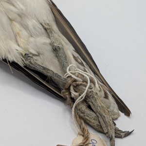 Taxidermy Bird Study Skin. Grey Plover. Female Late 19th Century ...