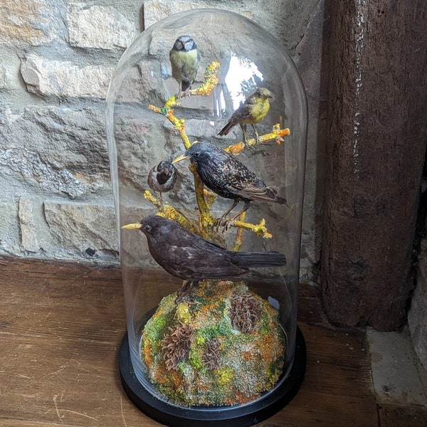 Bell Jar Taxidermy - Etsy