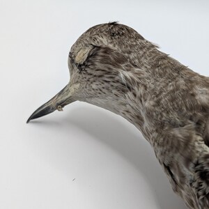 Taxidermy Bird Study Skin. Grey Plover. Female Late 19th Century ...
