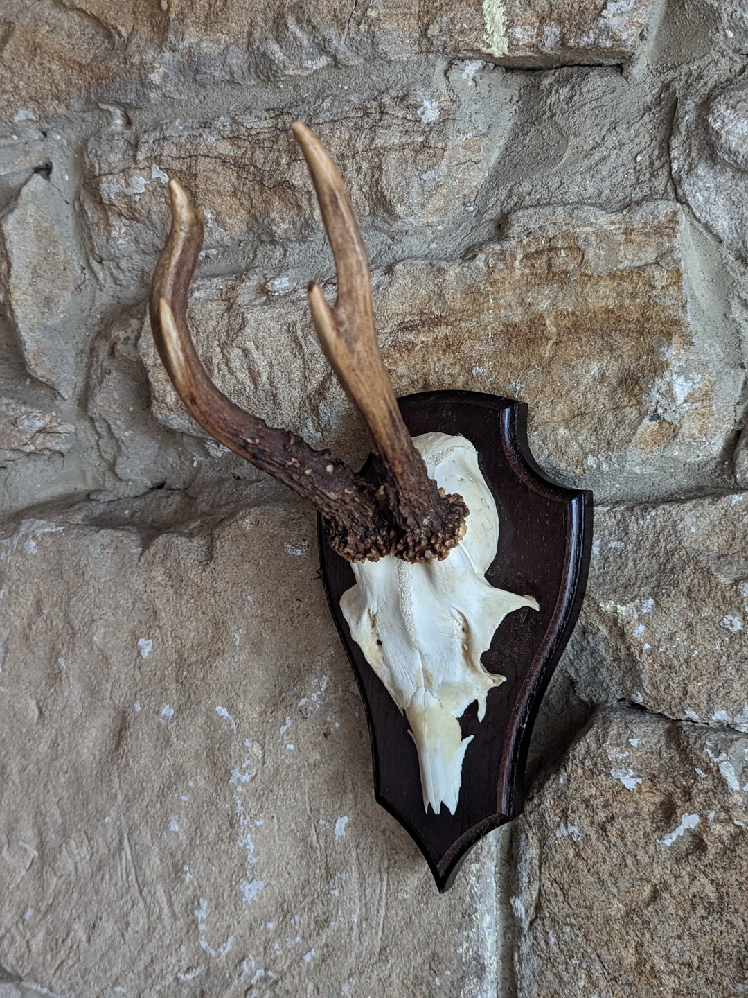 Taxidermy Vintage Roe Deer Antlers & Skull on a Dark Oak Style - Etsy