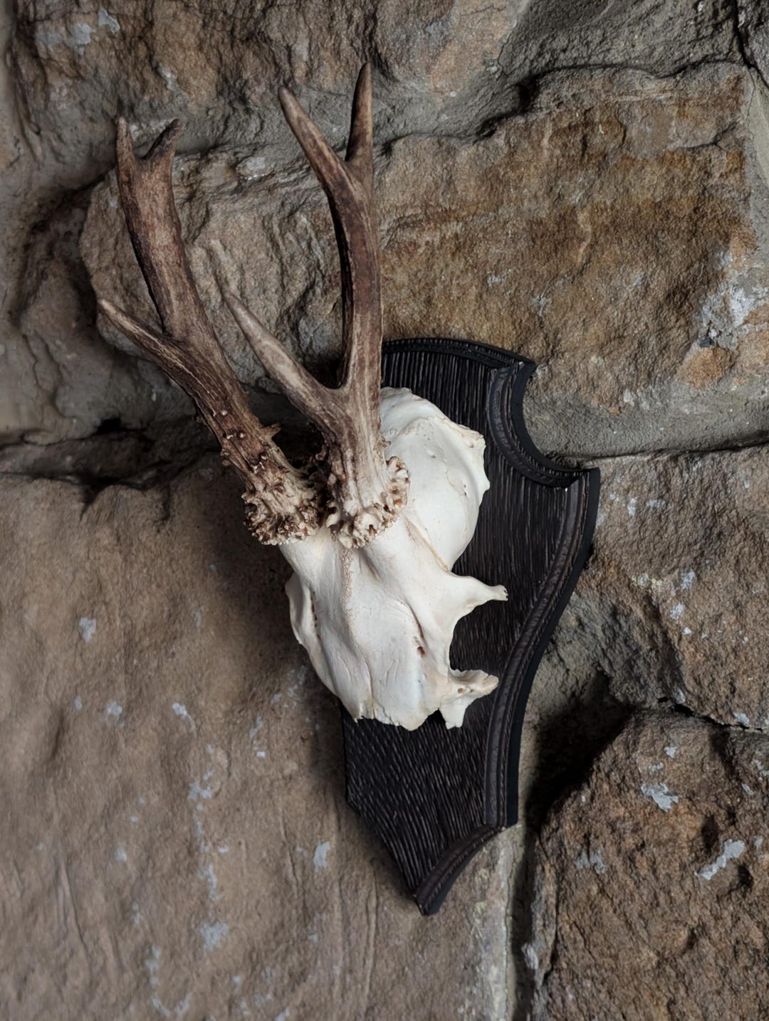 Vintage Taxidermy Roe Deer Skull & Antlers. Nice 6 Pointers. on Faux ...