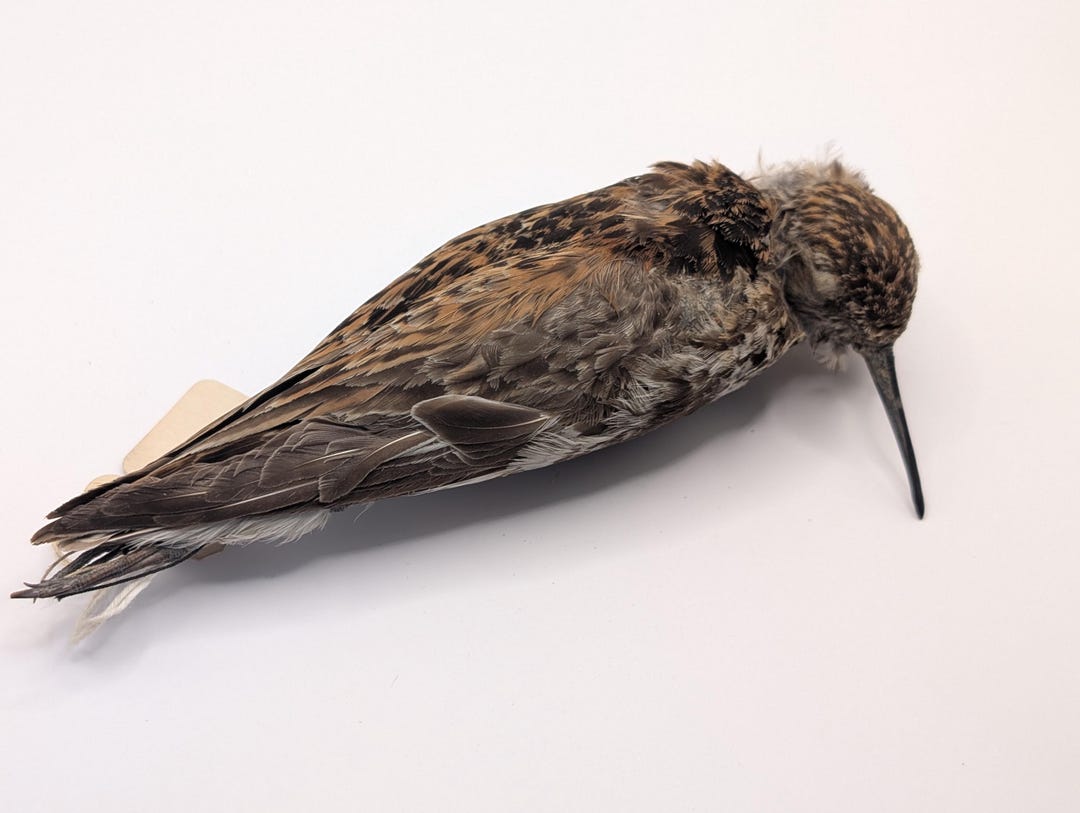 Taxidermy Bird Study Skin. Female Dunlin. Antique 1923 Scotland, Early ...