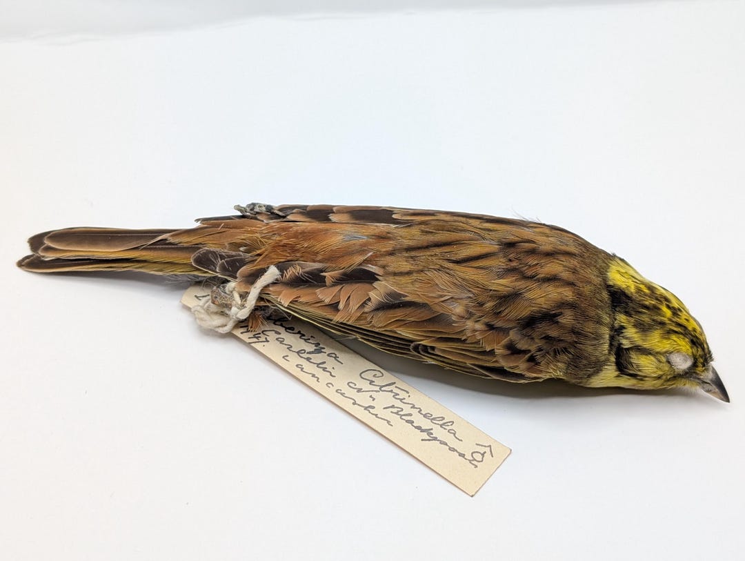 Taxidermy Bird Study Skin. Yellowhammer Male Antique 1947, Blackpool ...