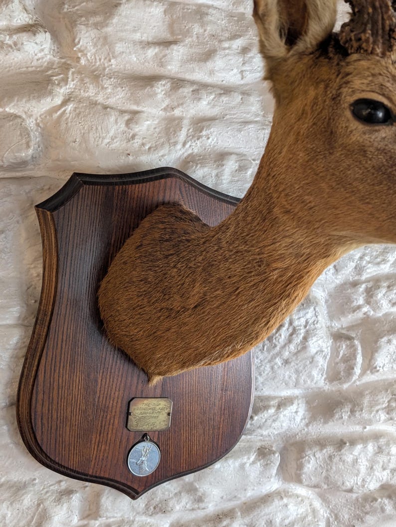 A Beautiful Taxidermy European Roebuck. Prize Winner Dated 1985. Full ...