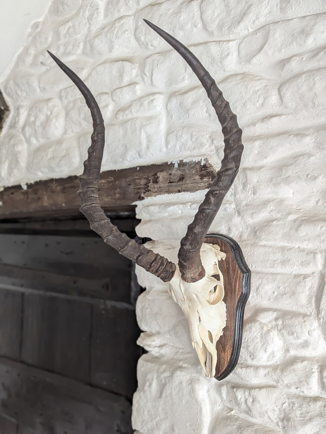 Taxidermy Large Impala Horns and Upper Skull With Teeth. Mounted on ...