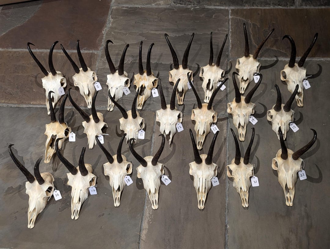 Vintage Chamois Alpine Mountain Goat Antelope Horns & Upper Skulls ...