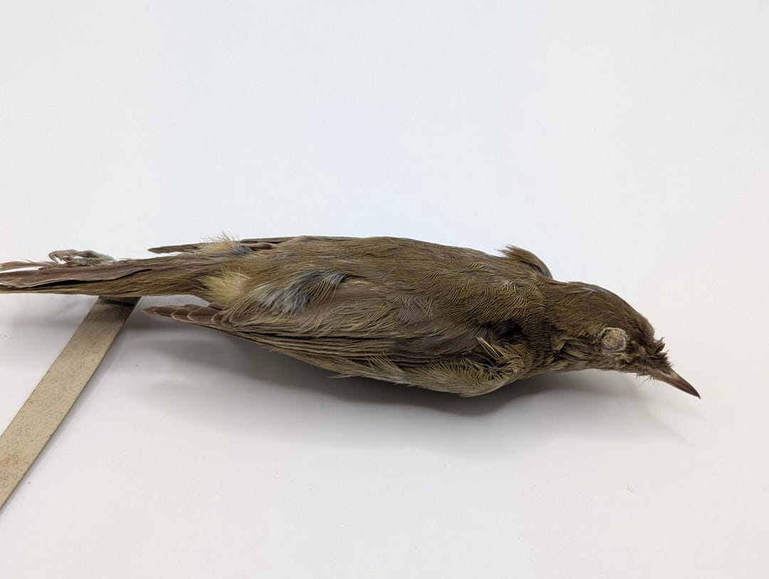 Taxidermy Bird Study Skin. Willow Warbler (wren). Antique British. 11cm ...
