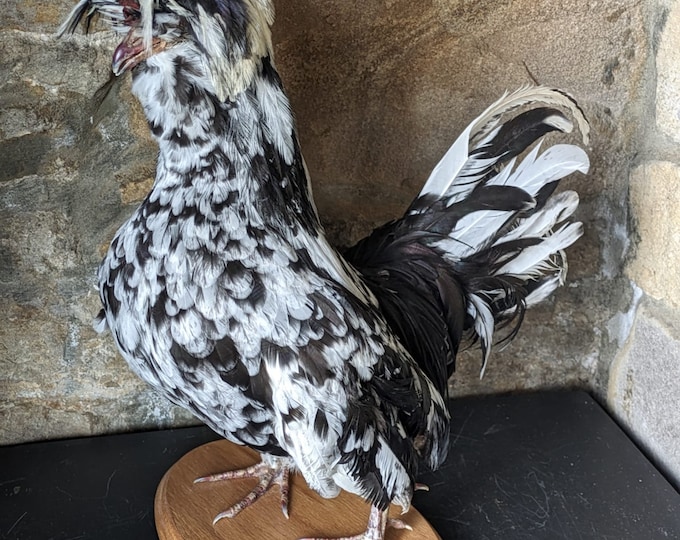 A Very Unusual Taxidermy Houdan Bantam Chicken (gallus Gallus ...