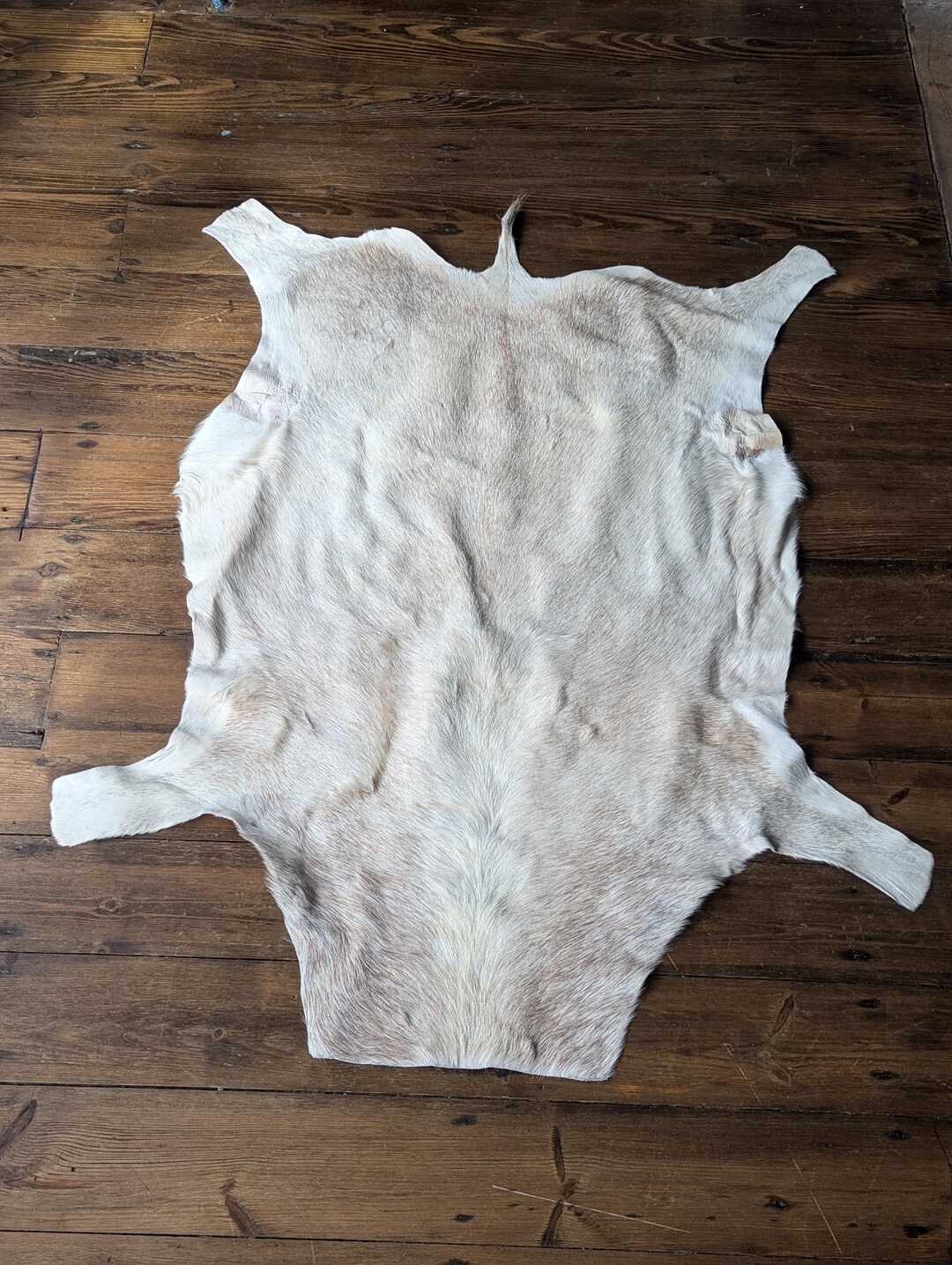 Taxidermy - A Vintage Rare White Blesbok Pelt, Skin, Hide Rug. Large ...