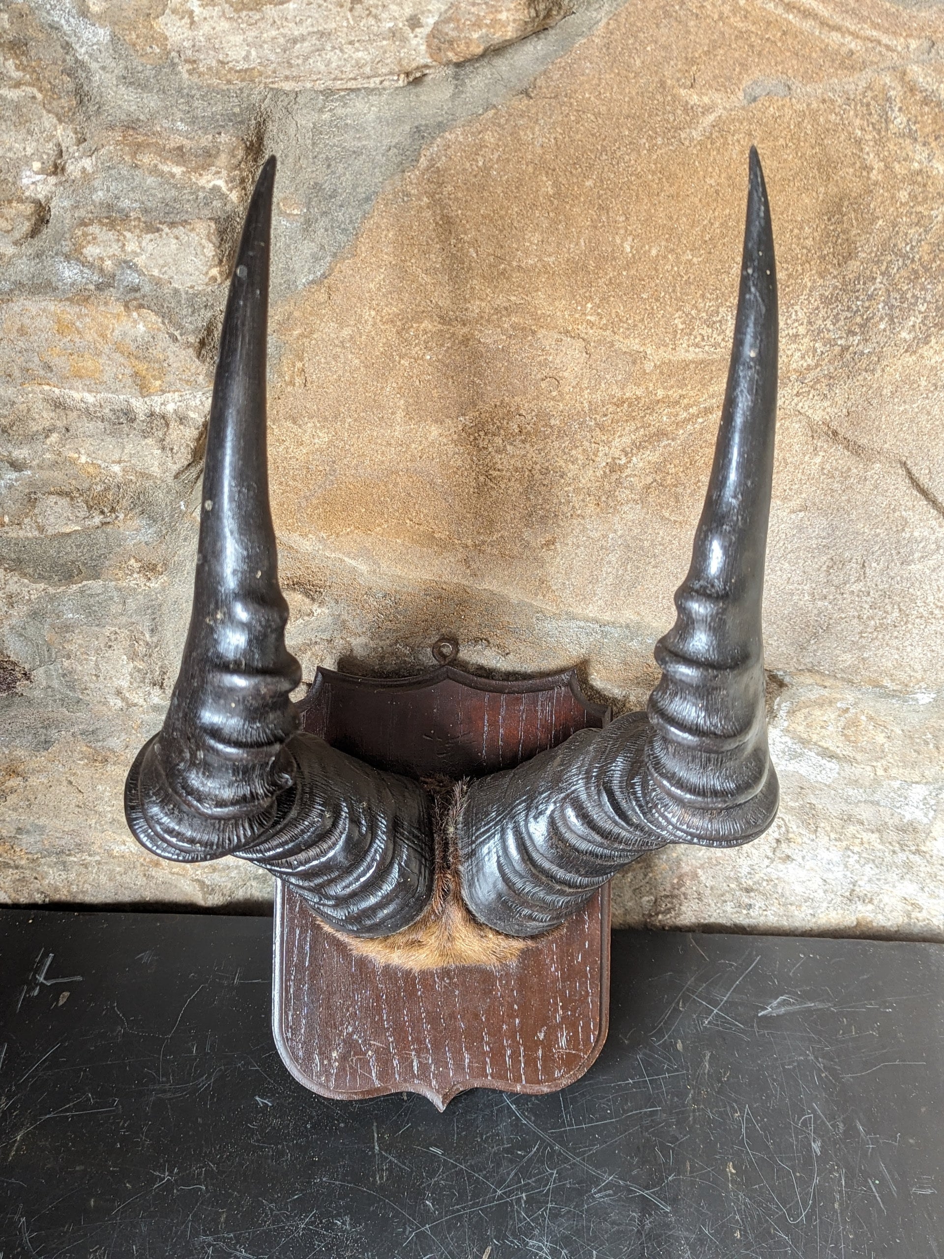 Taxidermy Unusual African Western Hartebeest Horns on Hide Boss Cap ...