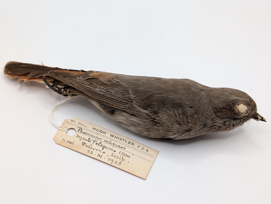 Taxidermy Bird Study Skin. Black Redstart. 1933, Palermo Sicily. 15cm ...
