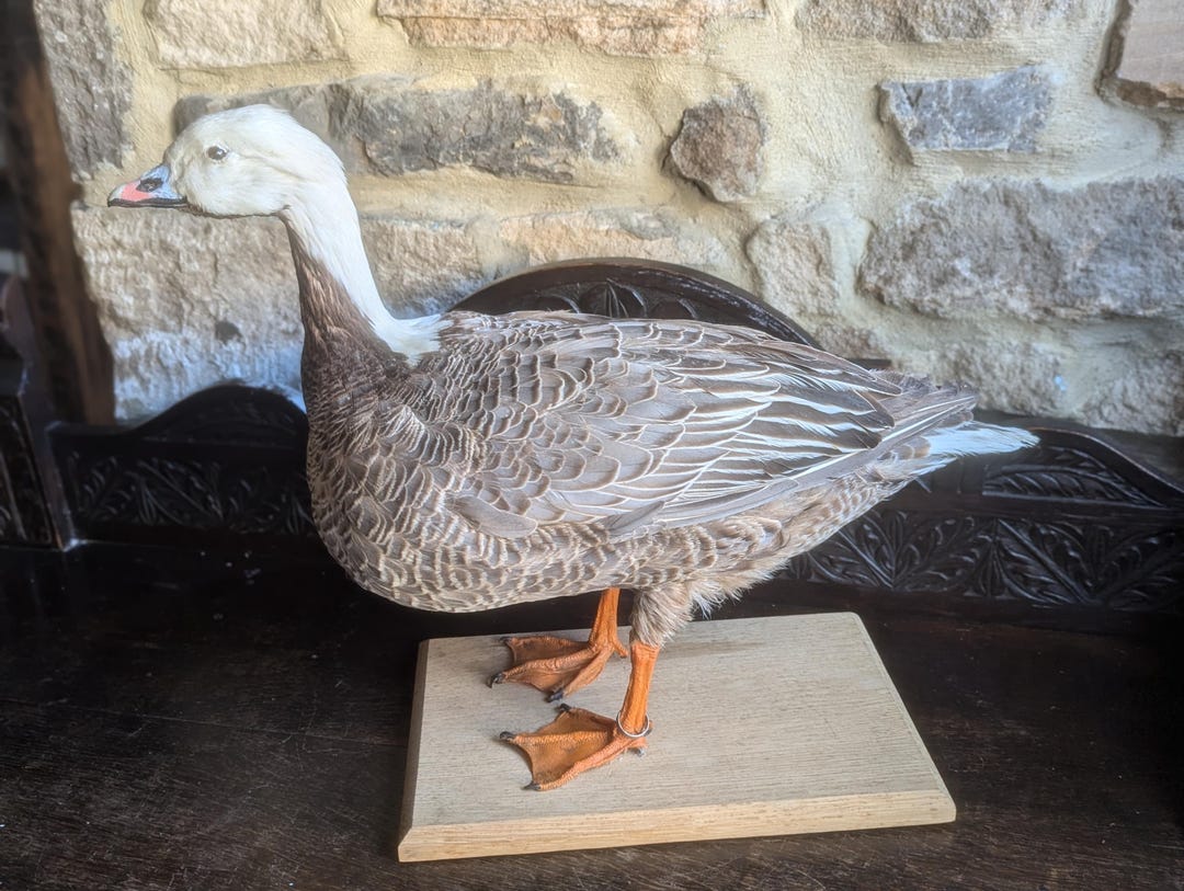 A Fantasticaly Coloured Taxidermy Emperor Goose. Mounted on a Simple ...