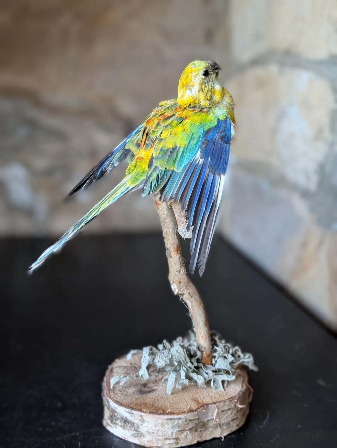 A Beautiful Taxidermy Yellow & Blue Parakeet Parrot. Perched on Stick ...