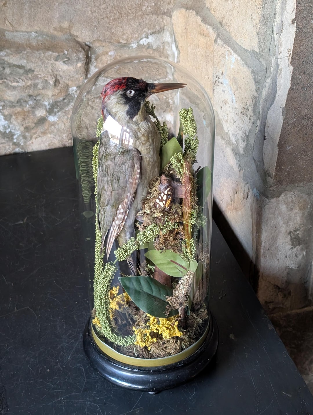 A Taxidermy Green Woodpecker Bird on Branch With Faux Foliage and ...