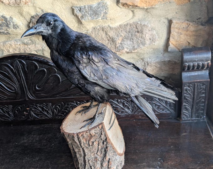 A Beautiful Taxidermy Common Crow. Full Mount on Log Stump. Vintage ...