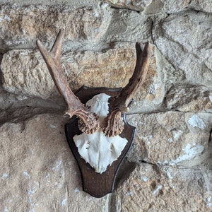 Vintage Taxidermy Roe Deer Skulls & Antlers. 6 Pointers. on a Dark Wood ...