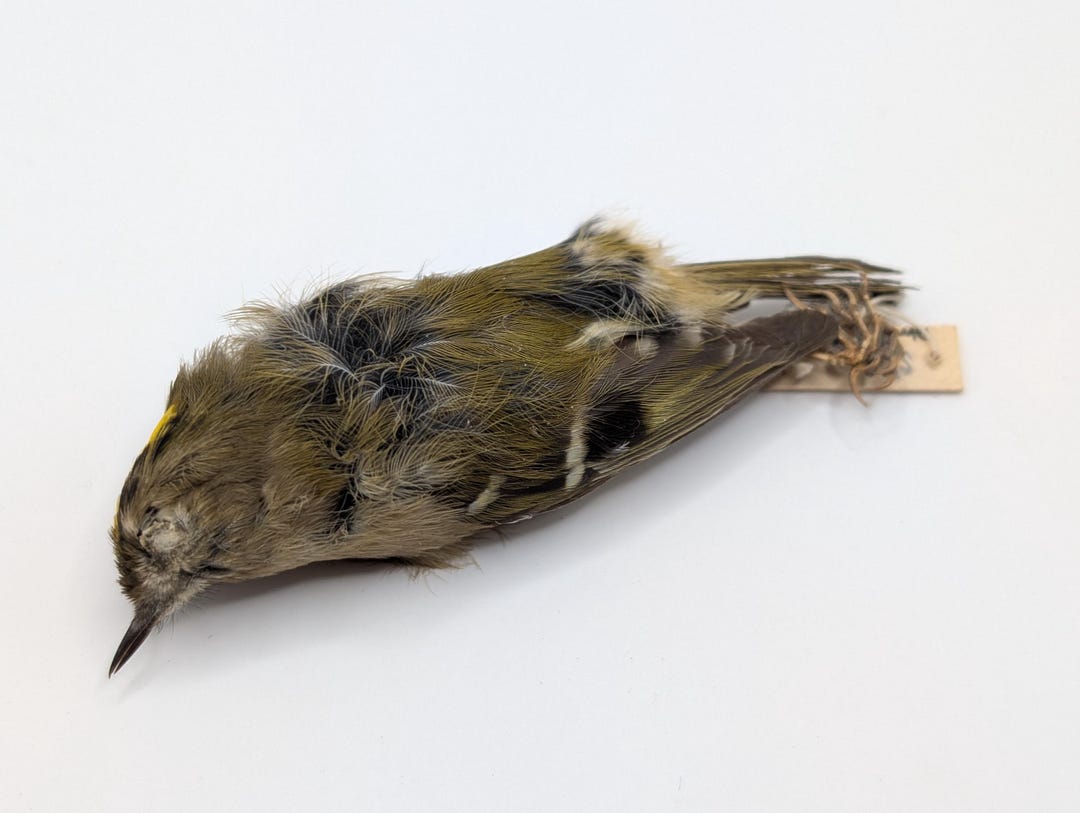 Taxidermy Bird Study Skin. Goldcrest. Antique 1908, British. 9cm ...