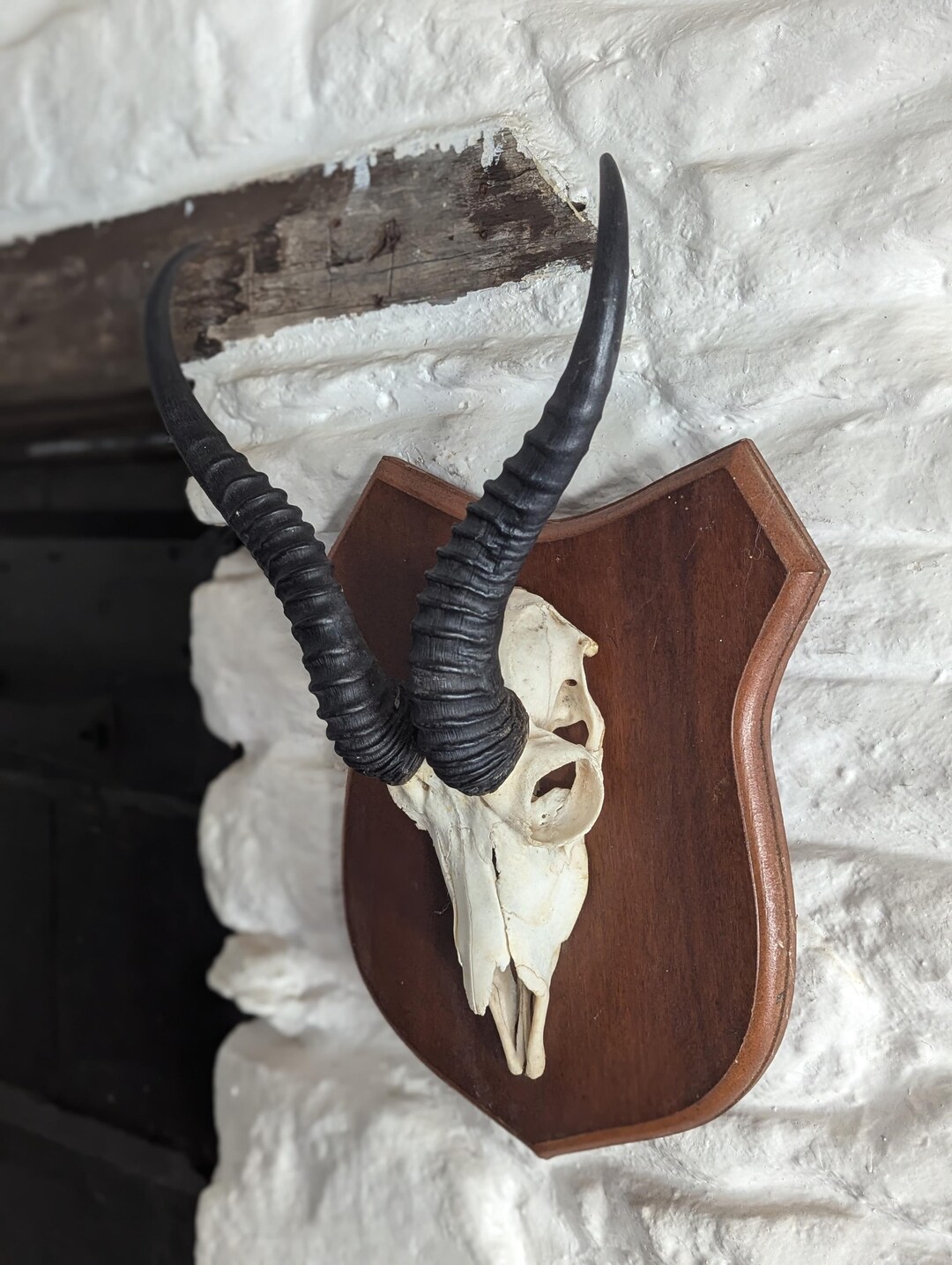 Taxidermy South African Springbok Horns and Full Upper Skull. Mounted ...