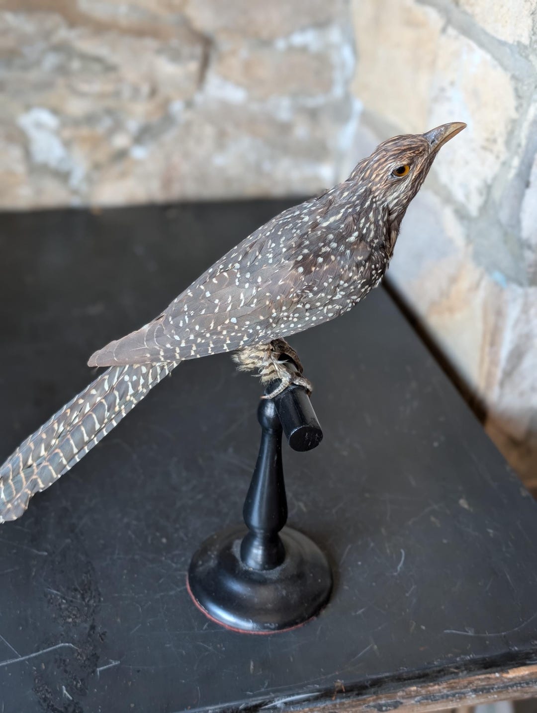 A Beautiful Taxidermy Asian Koel, Unusual Female Bird. Perched on an ...