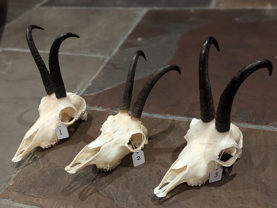 Vintage Chamois Alpine Mountain Goat Antelope Horns & Full Upper Skulls ...