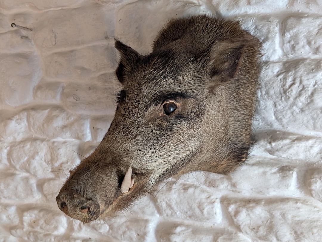A Vintage Taxidermy European Wild Boar Head Mount. Wild Pig. High ...