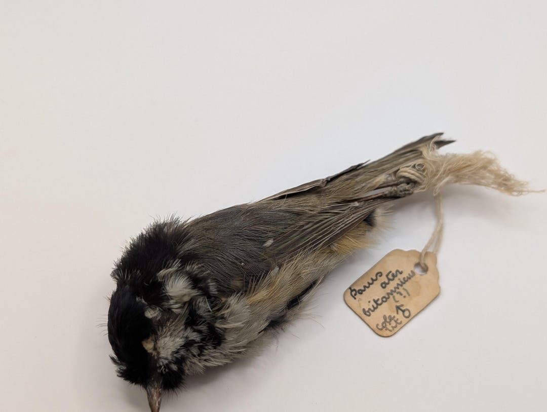 Taxidermy Bird Study Skin. Coal Tit (male), 1927. British. Antique. 10 ...