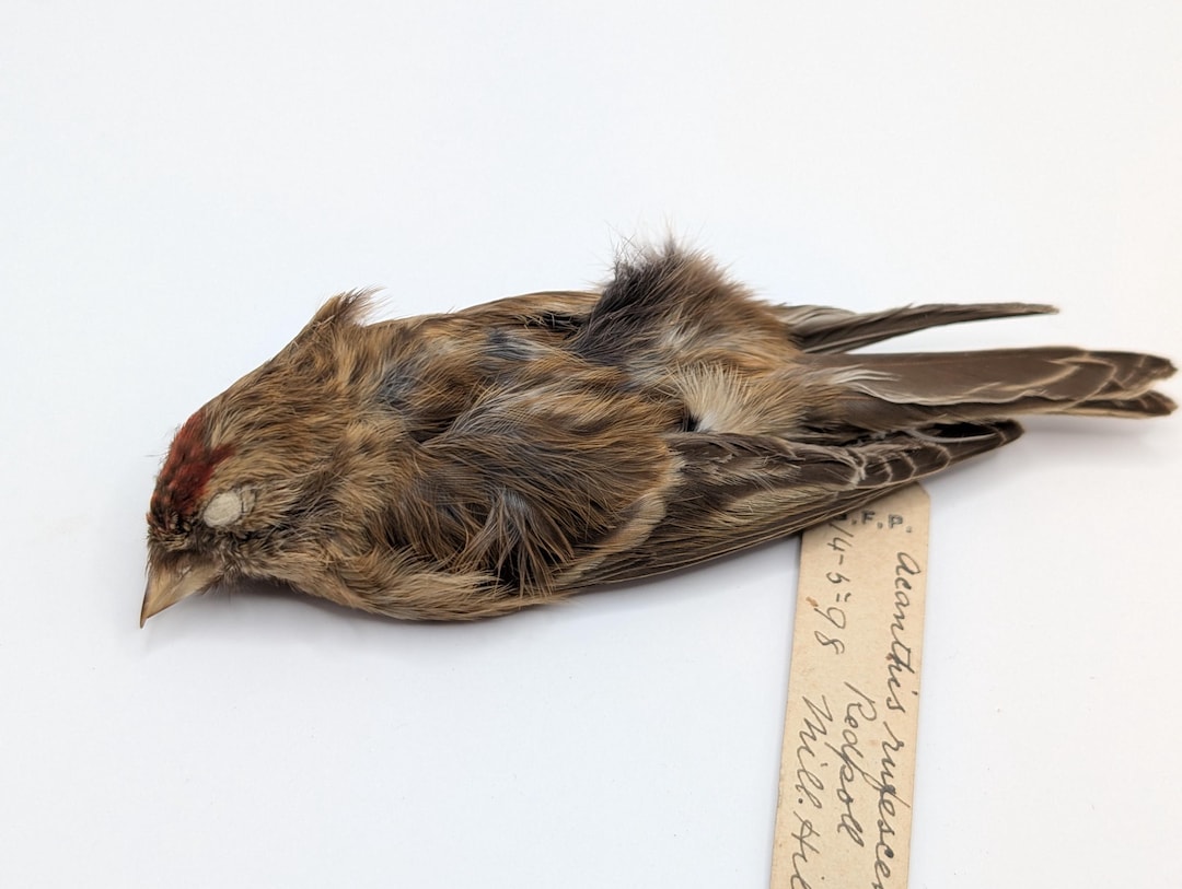 Taxidermy Bird Study Skin. Redpole (female). Antique 1898 Victorian ...