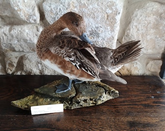 Wigeon Duck Mount - Etsy