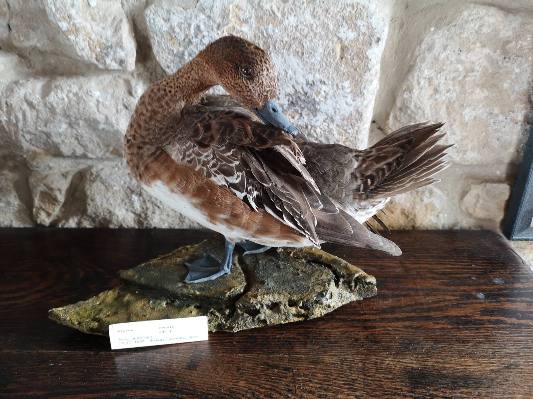 Wigeon Duck Mounts