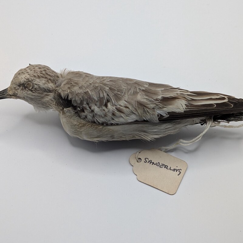 Taxidermy Birds - Etsy