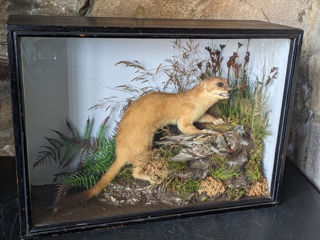 A Beautiful Antique Taxidermy Stoat With Brambling Bird Prey. Natural ...