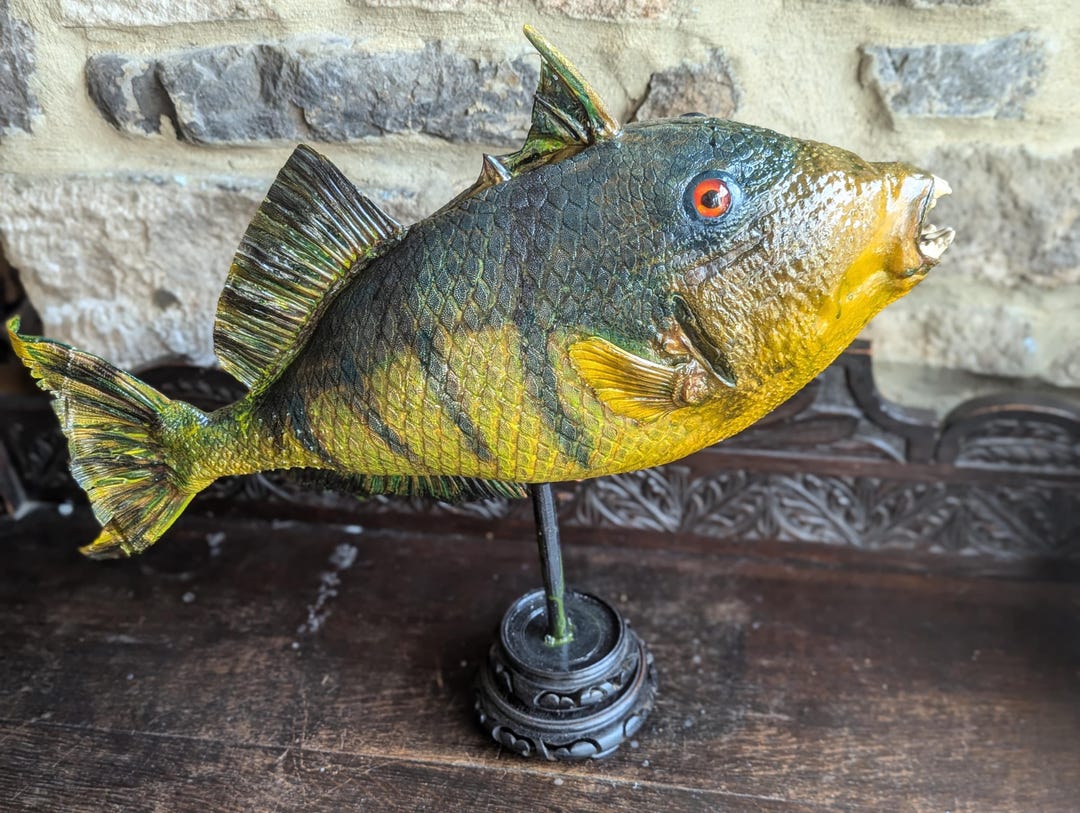 A Unique Taxidermy Trigger Fish. Unusual and Mounted on Ebonised ...