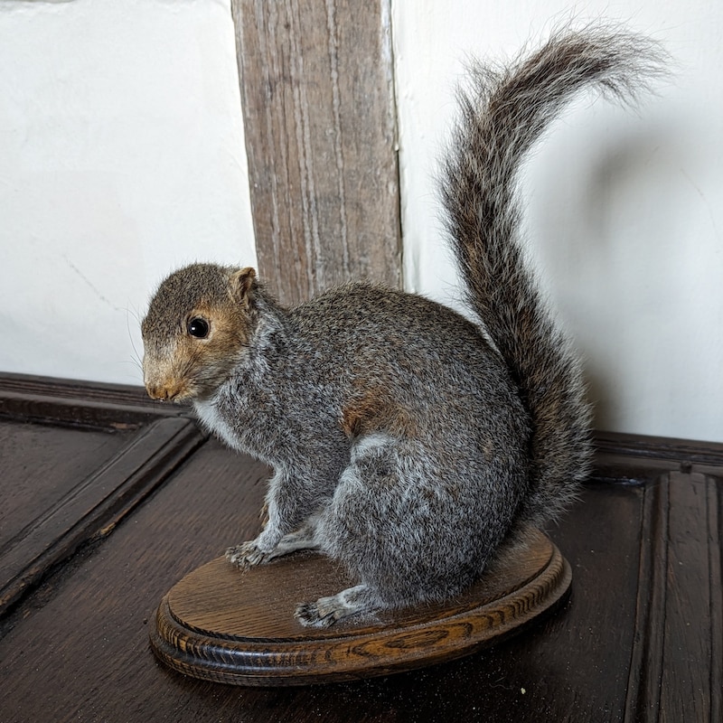 Taxidermy Squirrel - Etsy