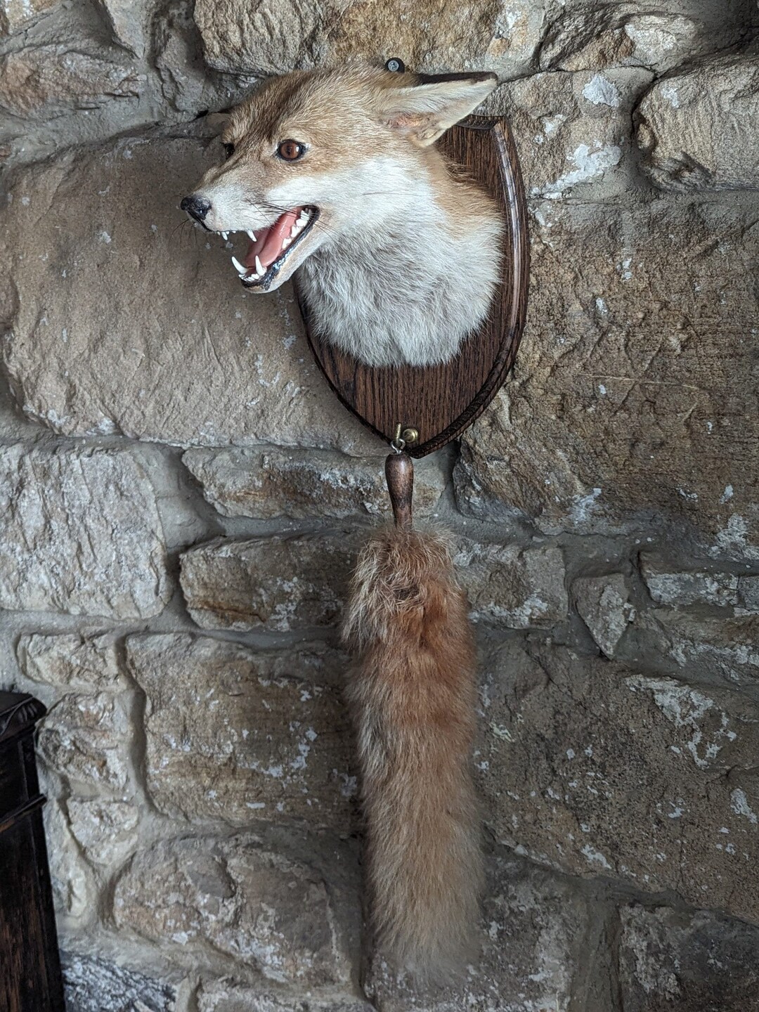 A Fantastic Vintage Taxidermy Red Fox Head Mount With Hanging Tail. in ...