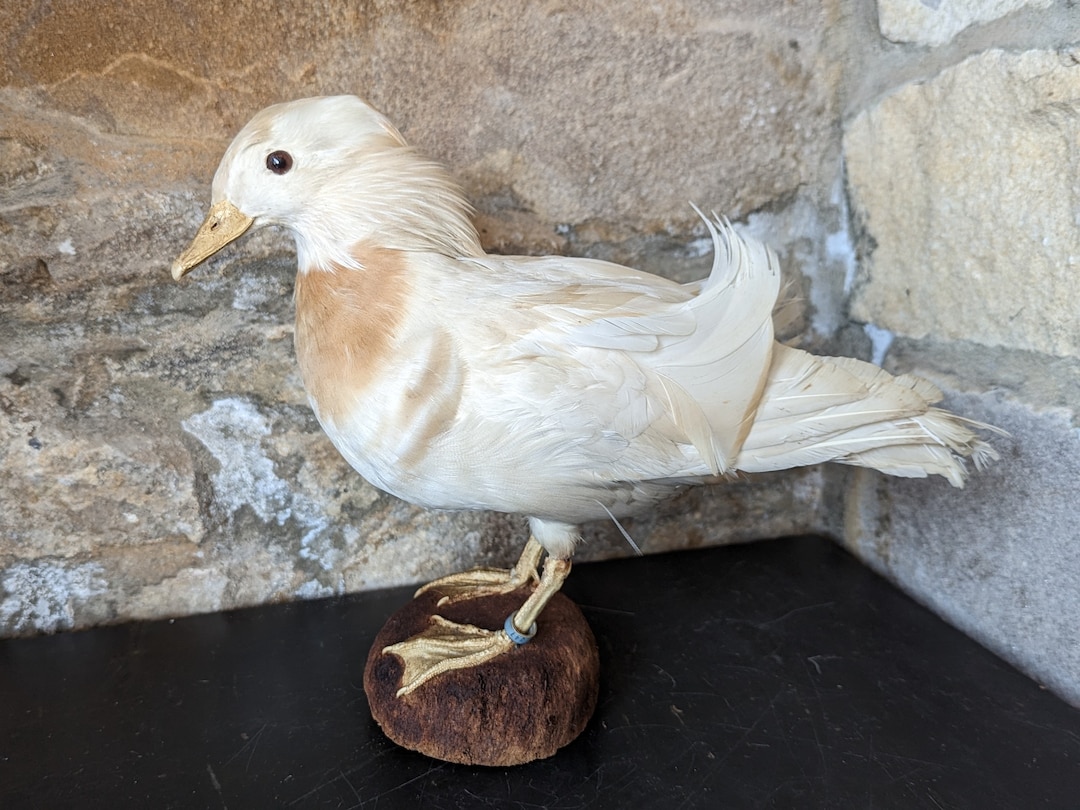 A Wonderful Taxidermy White Mandarin Duck. A Unusual Captive Bred ...