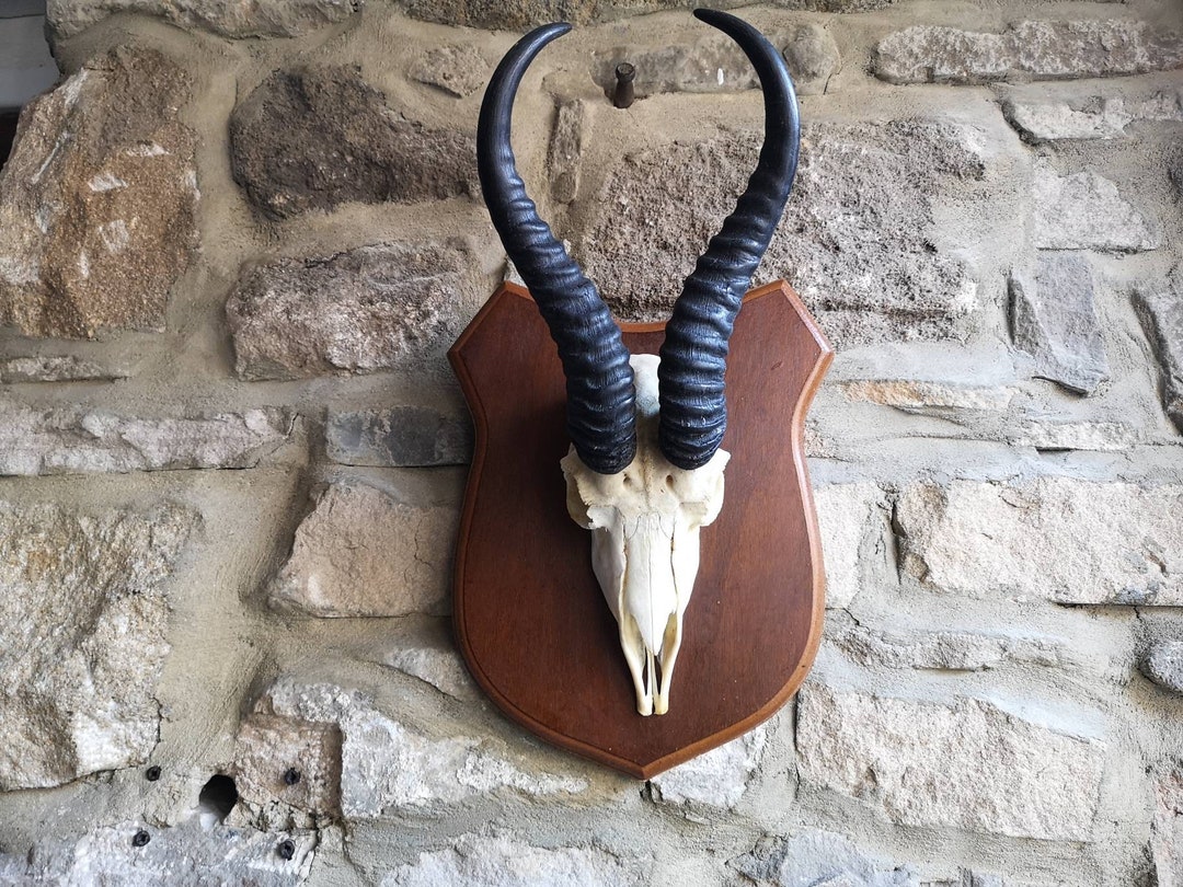 Taxidermy South African Springbok Horns and Upper Skull. Mounted on a ...