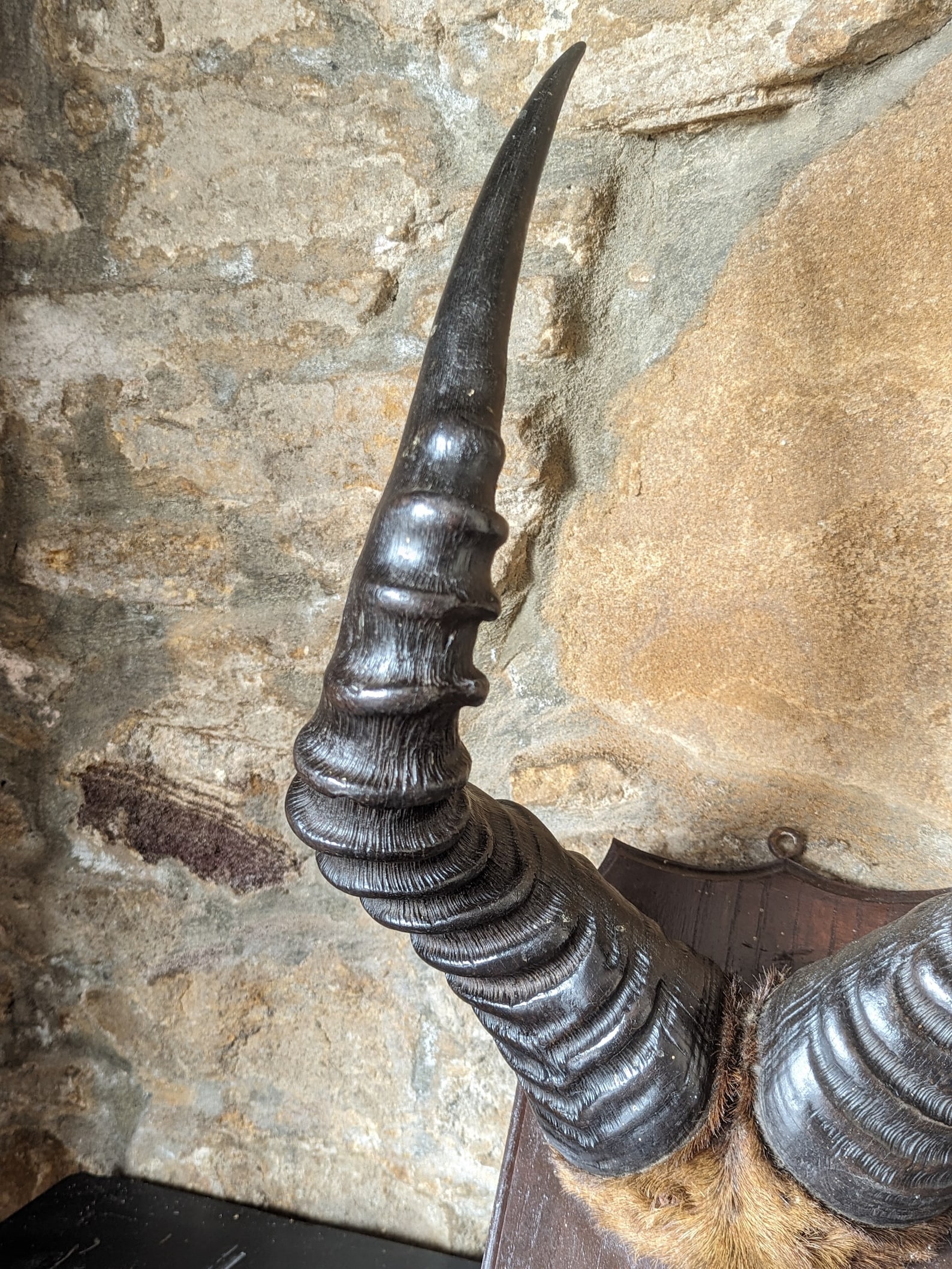 Taxidermy Unusual African Western Hartebeest Horns on Hide Boss Cap ...