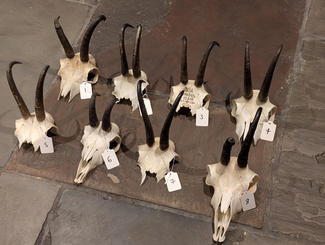 Vintage Chamois Alpine Mountain Goat Antelope Horns & Skull Caps. Large ...