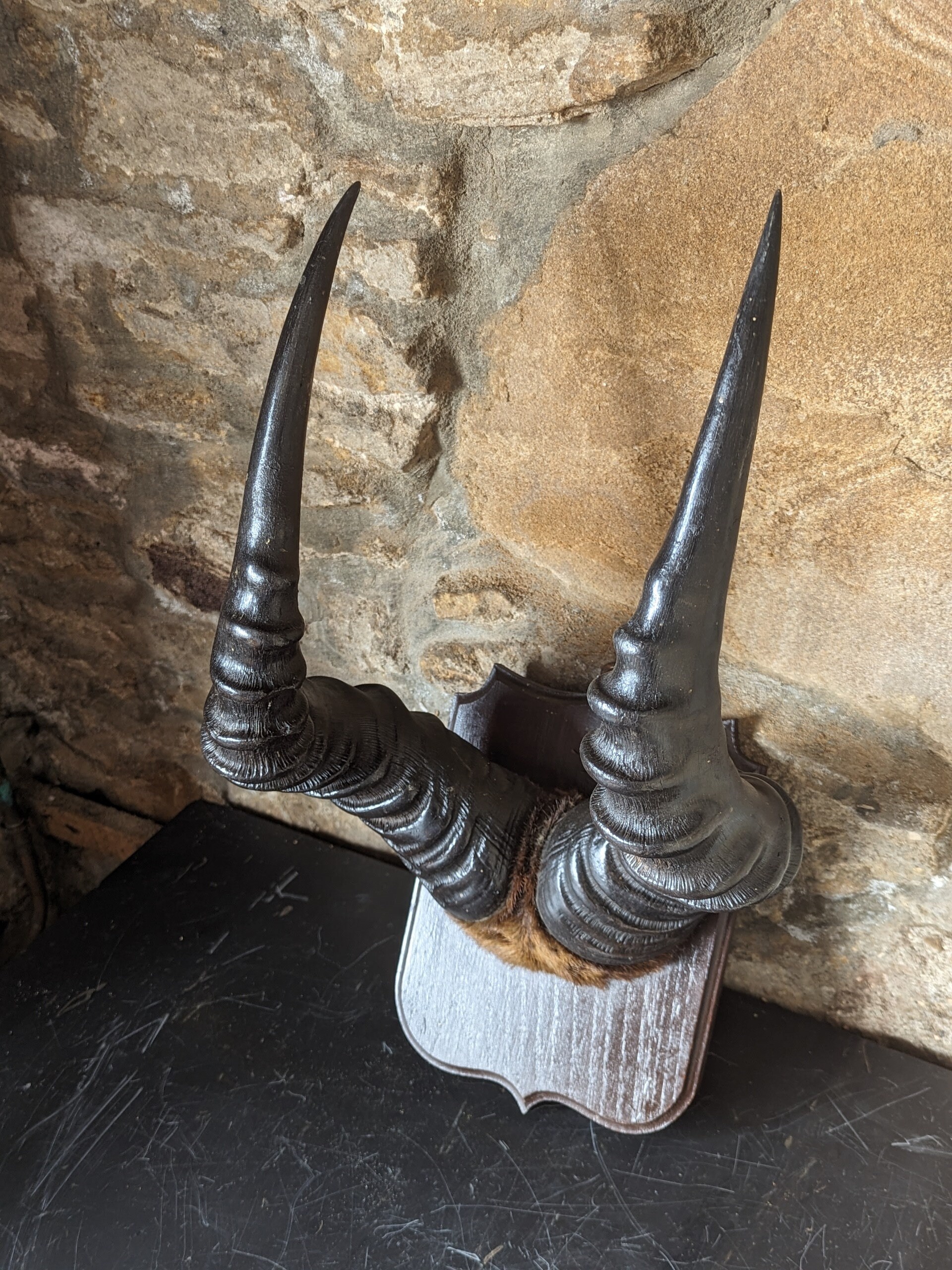 Taxidermy Unusual African Western Hartebeest Horns on Hide Boss Cap ...