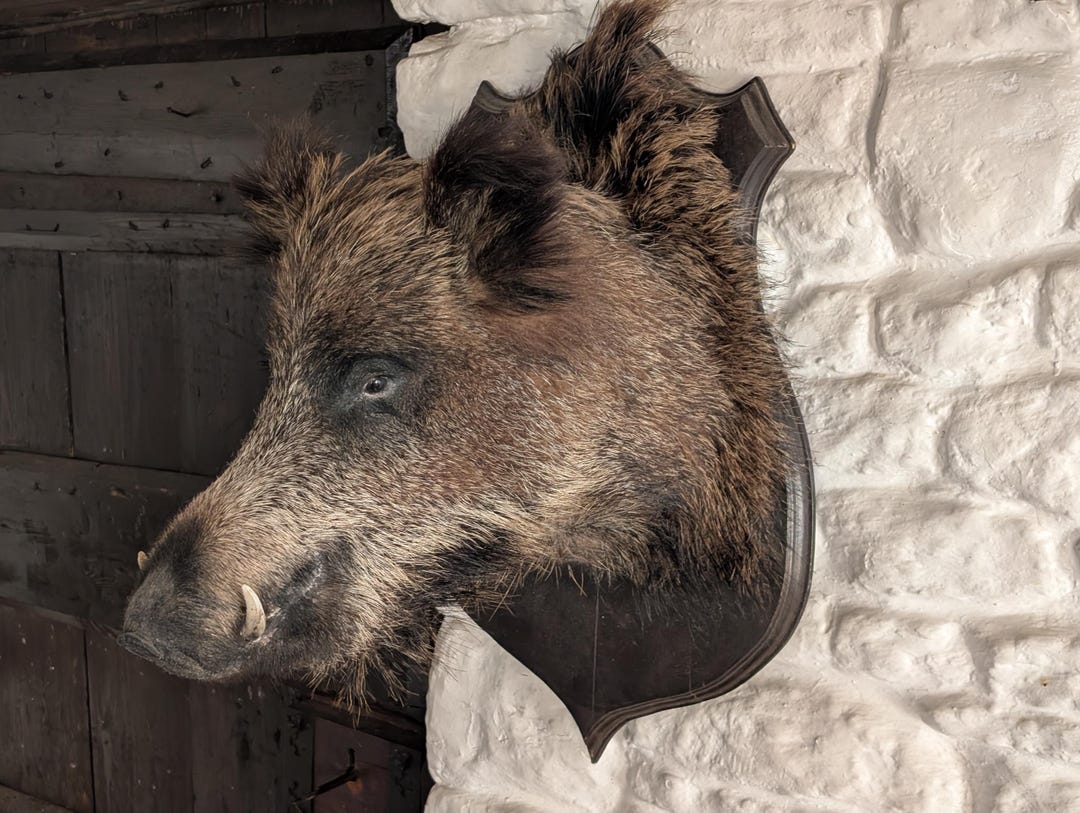 A Fantastic Taxidermy European Wild Boar. Large Adult Head Mount on ...