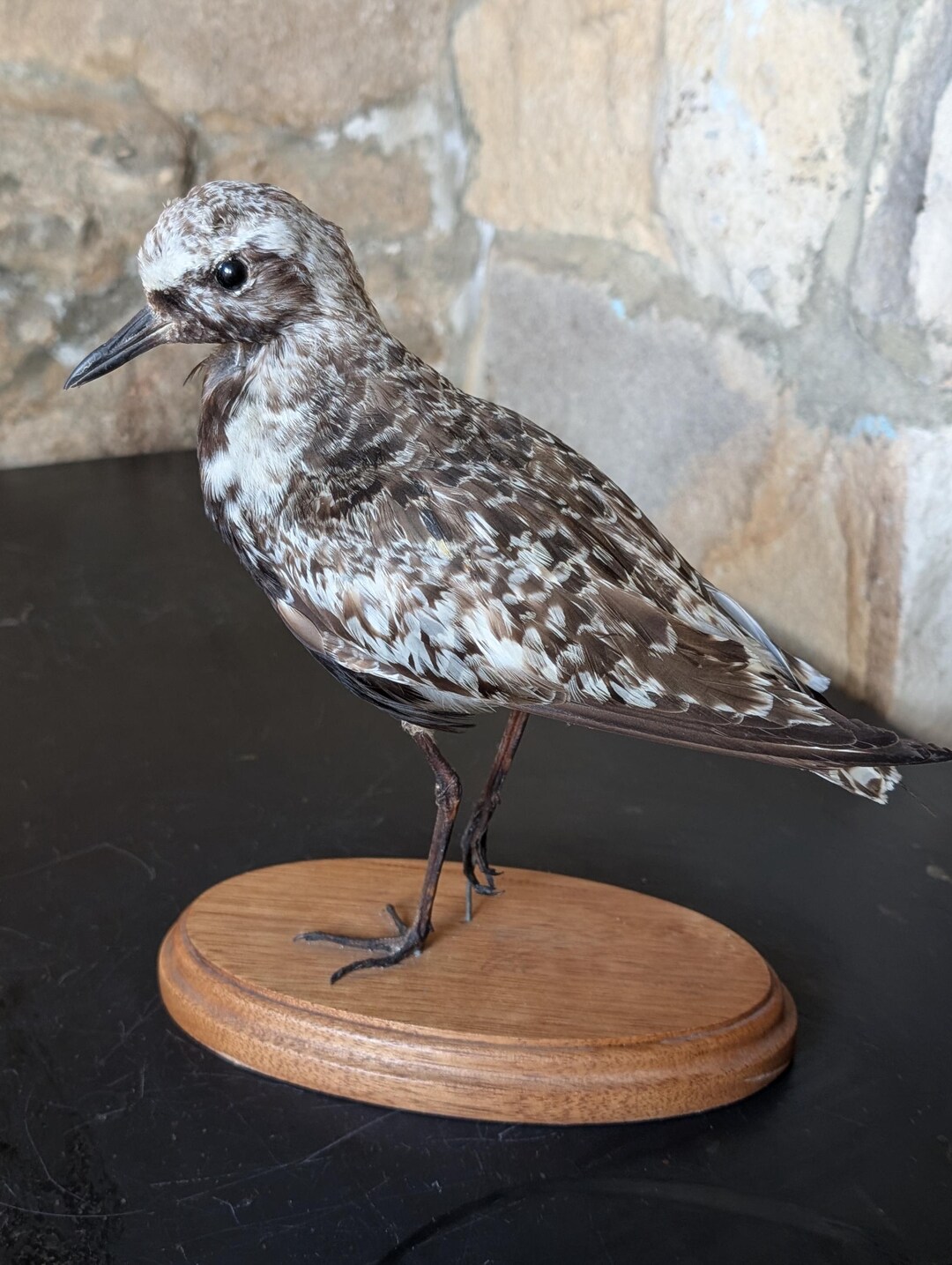 A Lovely Little Taxidermy Male Golden Plover in Winter Plumage. Mounted ...