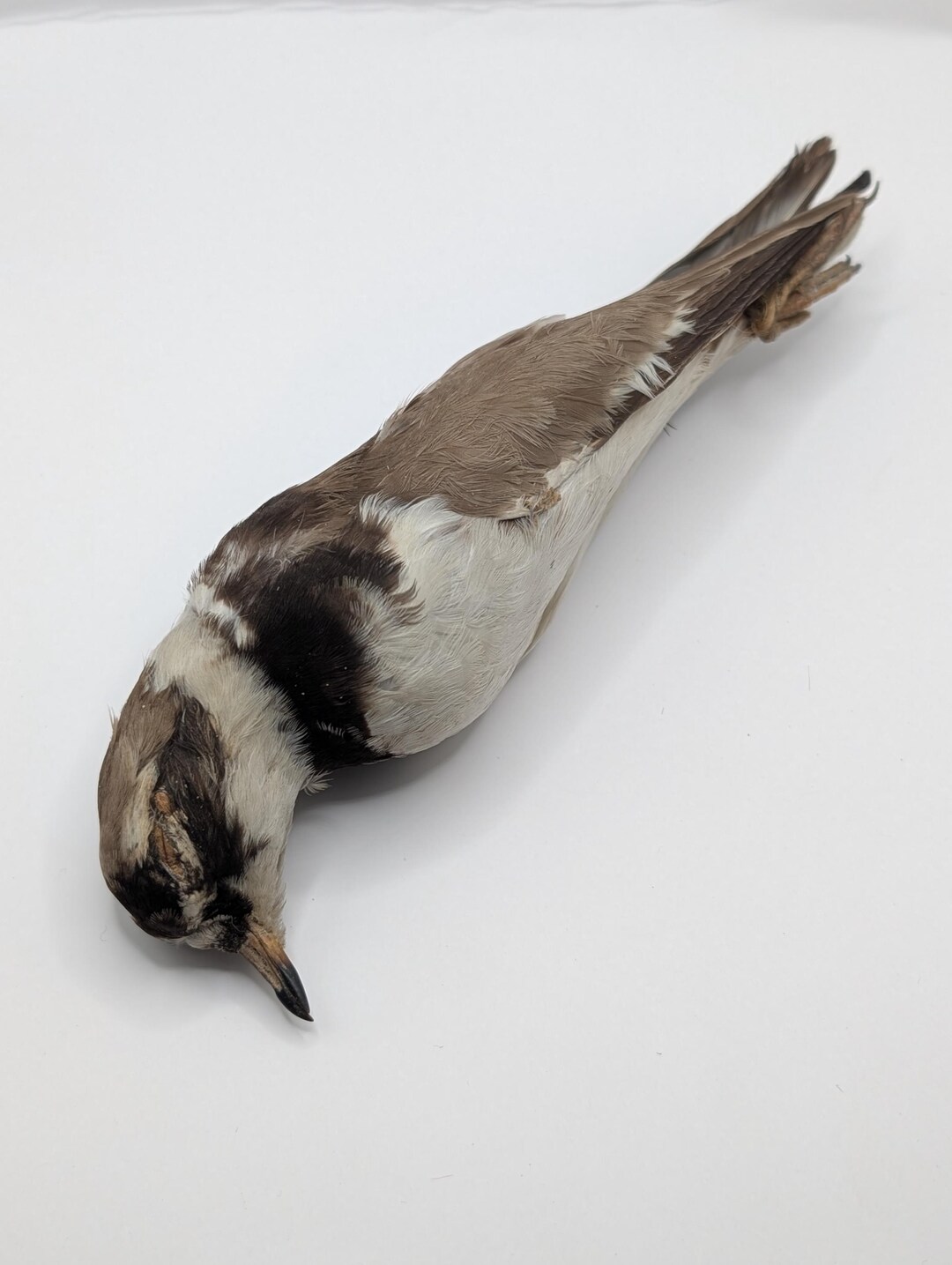 Taxidermy Bird Study Skin. Ringed Plover Bird. Antique, Late 19th ...