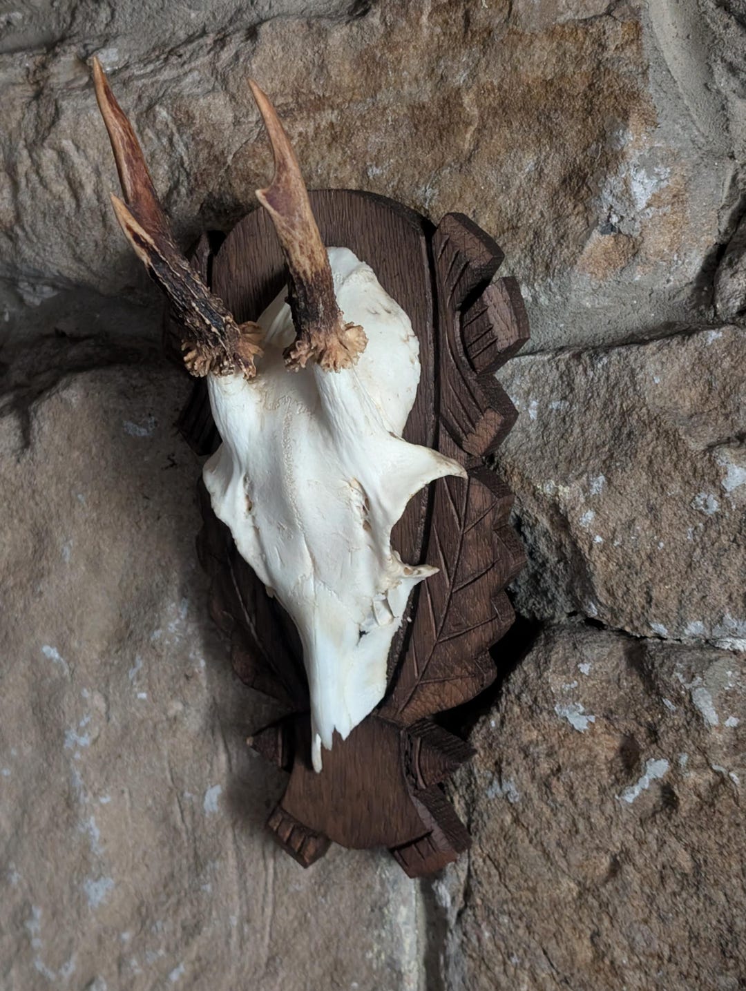 Vintage Taxidermy Roe Deer Skull & Antlers. 4 Pointers. on a Dark Wood ...